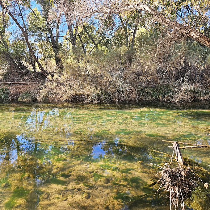 Crystal-clear shallows reveal the riverbed beneath, where aquatic plants create underwater gardens in surprising desert wetlands.