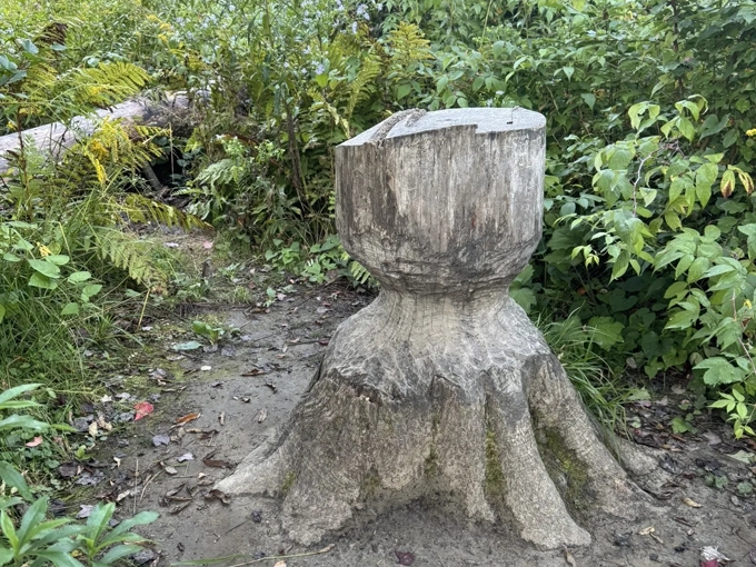 This isn't just any stump &ndash; it's nature's perfect resting spot for contemplating life's big questions.