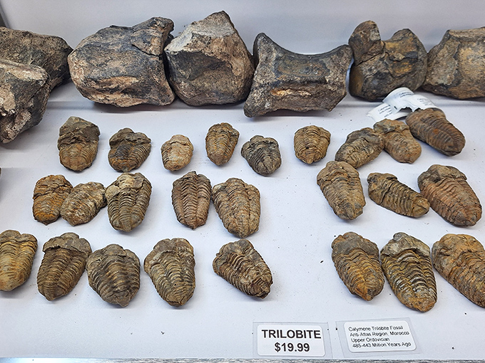 These ancient marine arthropods, arranged like prehistoric jewelry, showcase the diversity of life forms that thrived hundreds of millions of years ago.