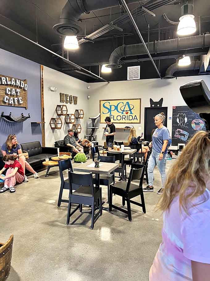 The café buzzes with conversation and feline energy as visitors of all ages discover the joy of dining with furry companions.