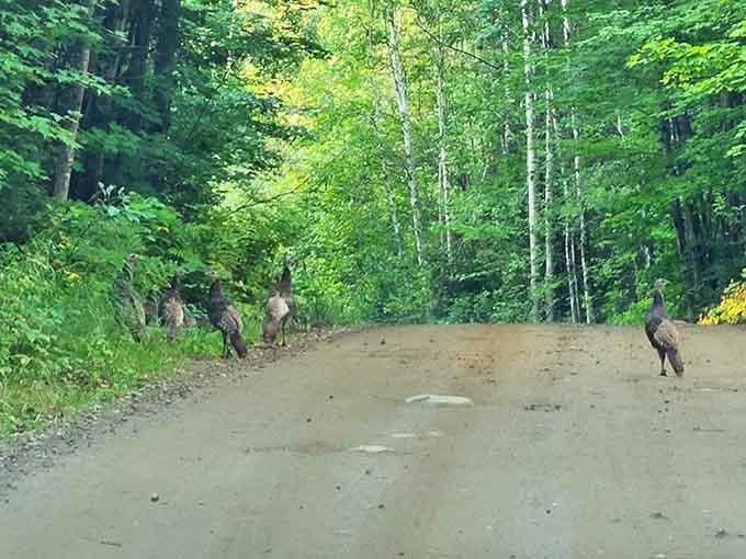 Wild turkeys hold an impromptu road meeting, apparently unaware that humans occasionally use this path too.