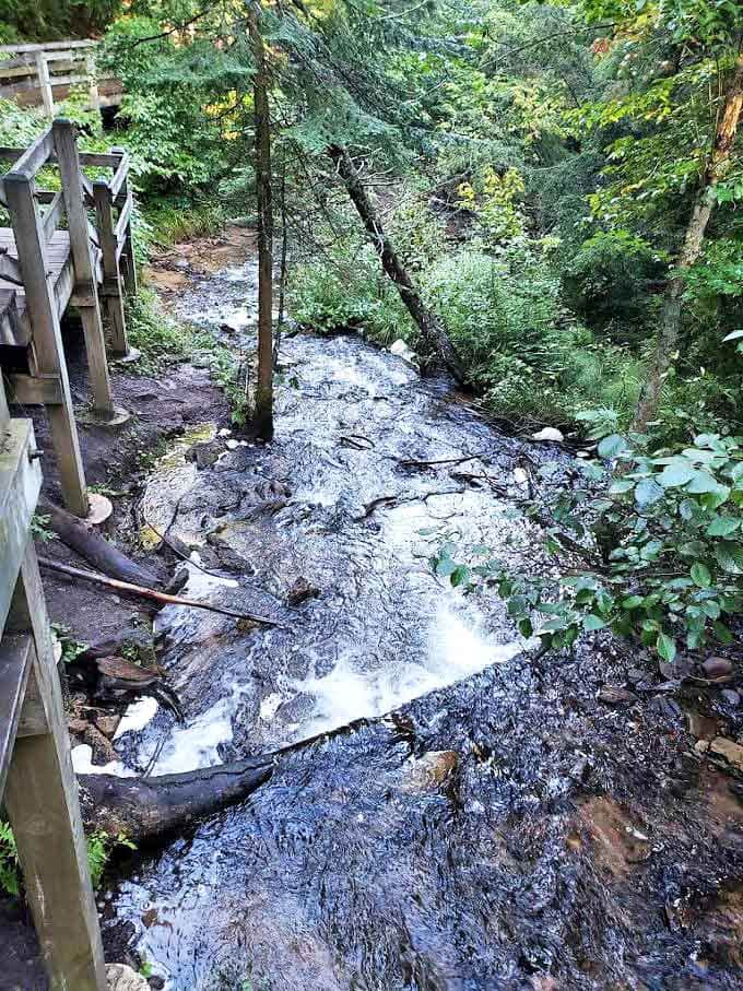 Wooden walkways hover just above the forest floor, allowing visitors to experience the wilderness without leaving footprints behind.