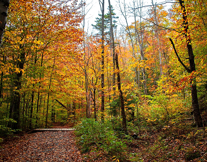 Fall's fiery display creates a natural carpet along Mill Trail, where every step crunches with the satisfying sound of autumn.