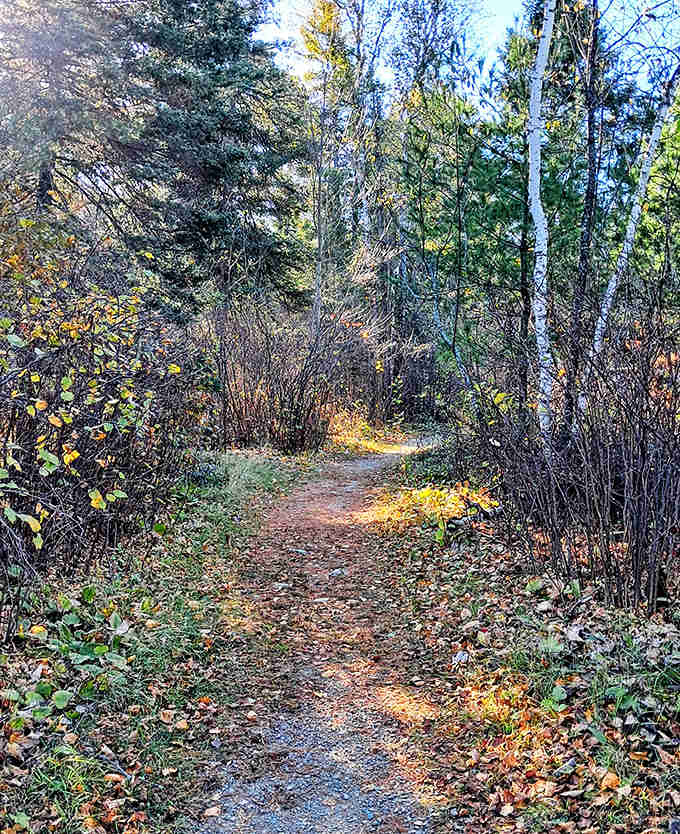 Autumn paints this woodland path with golden light, creating a tunnel of fall colors that practically begs for exploration.