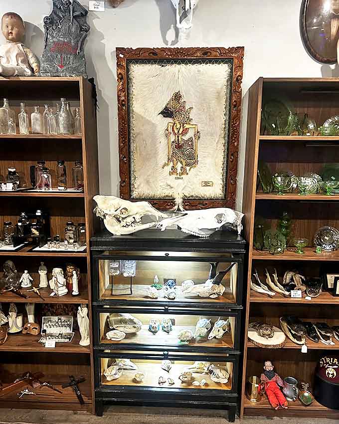 Vintage frames house treasures both expected and surprising, creating a visual feast where antique aesthetics meet natural history in perfect harmony.