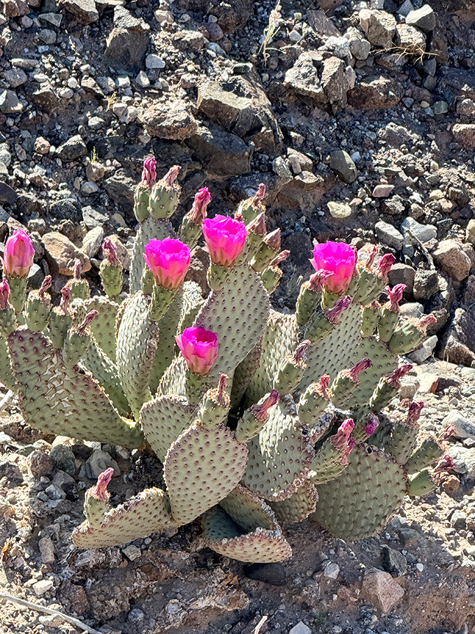 Desert beauty reveals itself in unexpected ways &ndash; these vibrant beavertail cactus blooms add splashes of hot pink to the otherwise muted landscape.