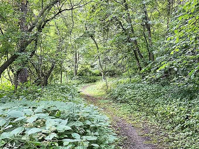Narrow trails wind through lush undergrowth, creating natural tunnels that lead explorers deeper into Camden's secrets.