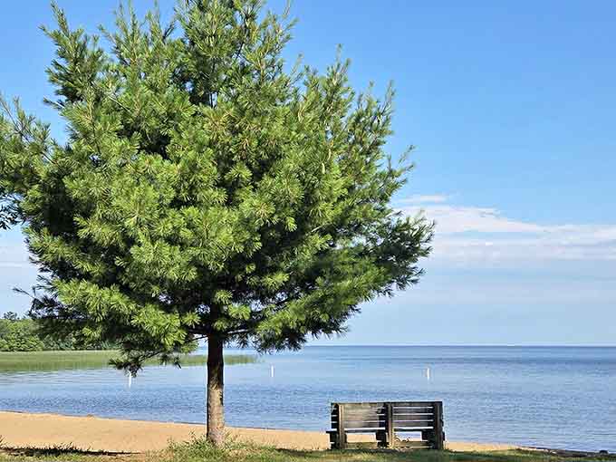 This majestic pine stands sentinel over the beach, providing shade for sun-weary visitors and proving that nature's architecture beats human design.