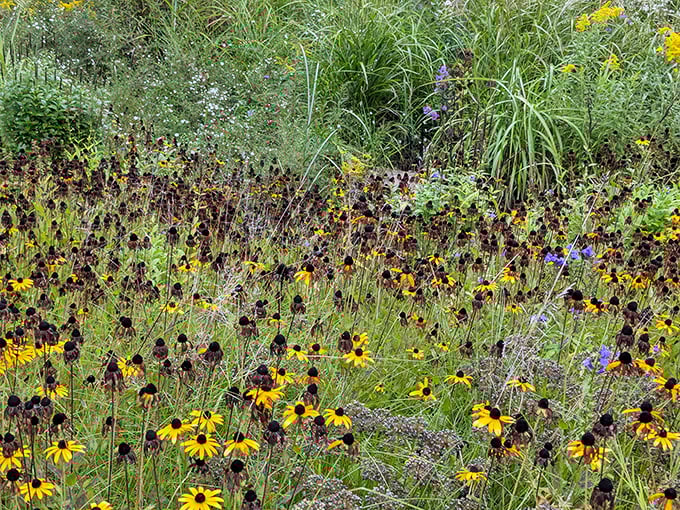 Black-eyed Susans dance among native grasses, creating a prairie experience that showcases Michigan's natural heritage.