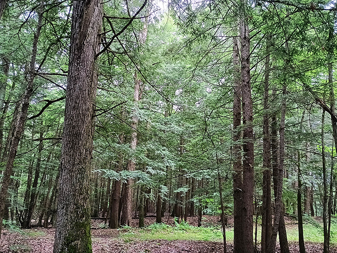 Towering sentinels: centuries-old trees create a peaceful woodland sanctuary away from summer's lakeside bustle.