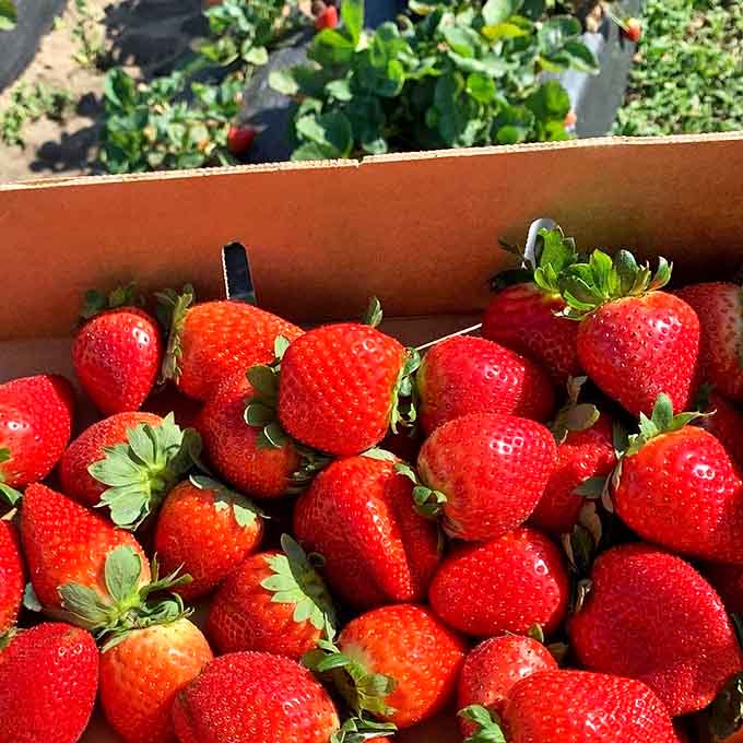 Nature's candy &ndash; these sun-ripened strawberries deliver an intensity of flavor that makes supermarket versions seem like distant, pale cousins.