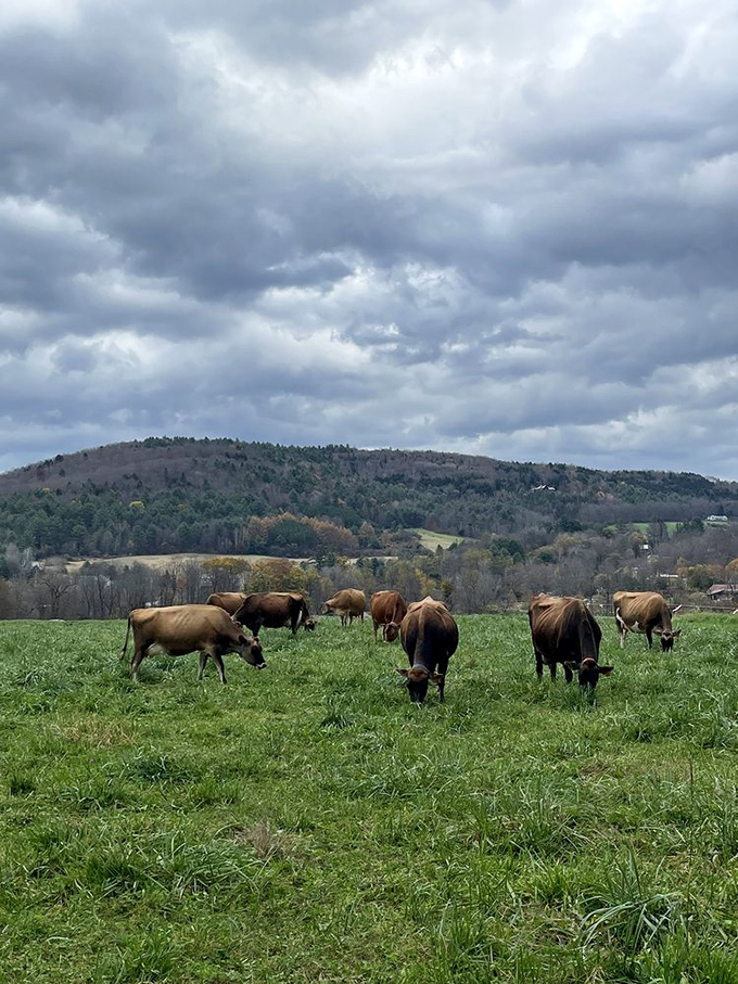 The farm's famous Jersey herd enjoying their farm-to-table buffet under dramatic skies that look like they were ordered specially from central casting.