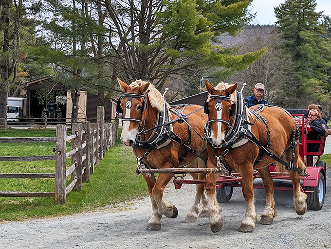 Draft horses earn their keep pulling visitor-filled wagons, their powerful muscles and gentle temperaments perfectly suited for the job.