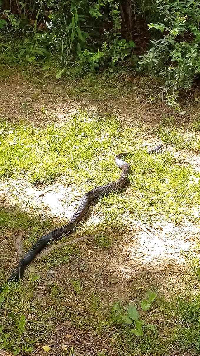 A snake enjoying the sunshine, reminding visitors that some park residents haven't updated their lifestyle choices since prehistoric times.