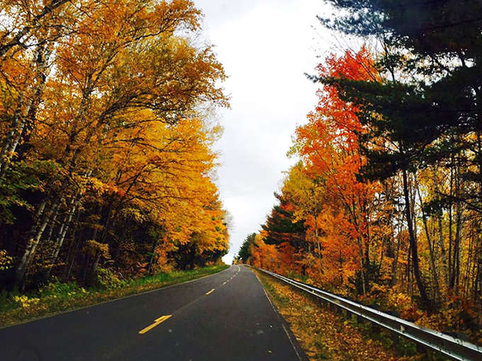 Driving through nature's color tunnel in autumn, where maple and birch trees create a canopy of gold that seems to glow from within.