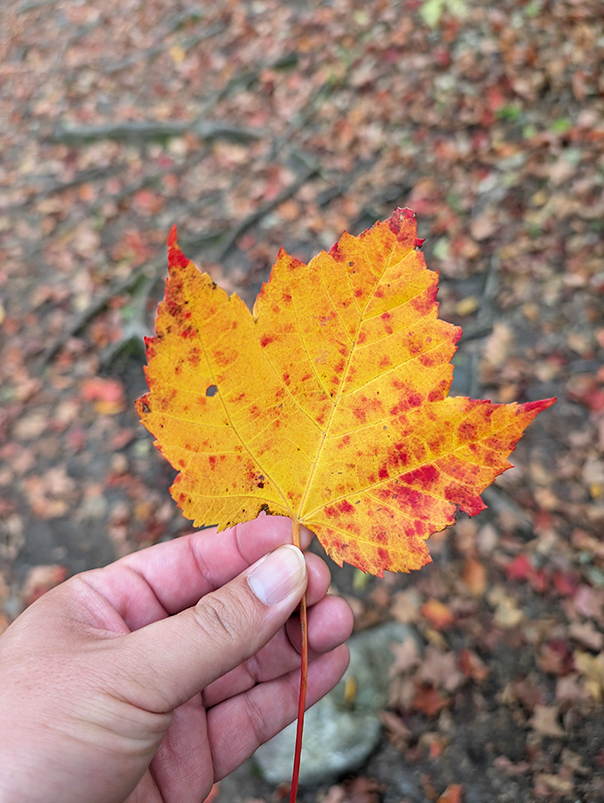Autumn's paintbrush transforms each maple leaf into a miniature masterpiece &ndash; nature's way of showing off Vermont's seasonal glory.