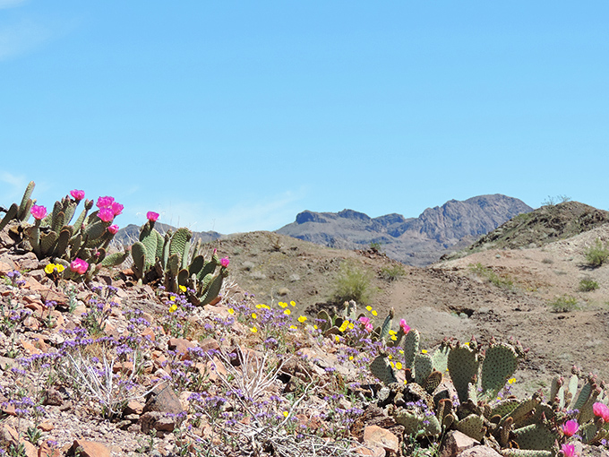 Desert wildflowers add splashes of unexpected color to the rugged landscape, proving beauty thrives even in the harshest environments.