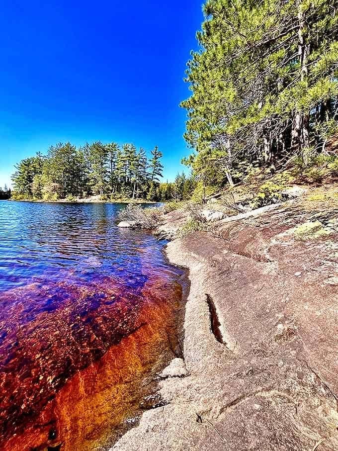 Tannic waters create that distinctive northwoods amber glow, a natural phenomenon that makes every shoreline photo look professionally filtered.