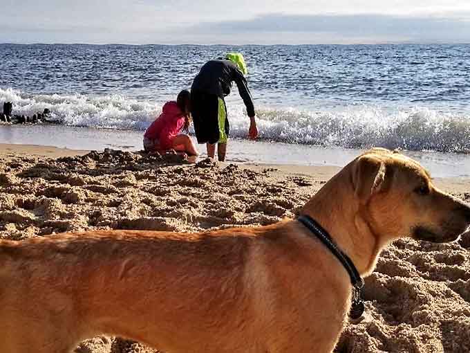 Even four-legged friends get to enjoy this slice of paradise, because good beaches don't discriminate based on number of legs.