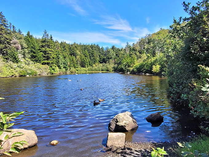 A serene pond reflects perfect sky, offering a mirror-world where clouds drift by twice as beautifully.