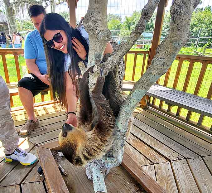 Watching a sloth in its element, hanging from branches with that perpetual slight smile, is like witnessing meditation in animal form.