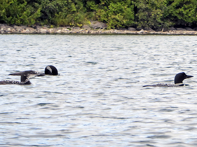 Loons, Willoughby's elegant residents, break the morning stillness with calls that echo hauntingly between the mountains.