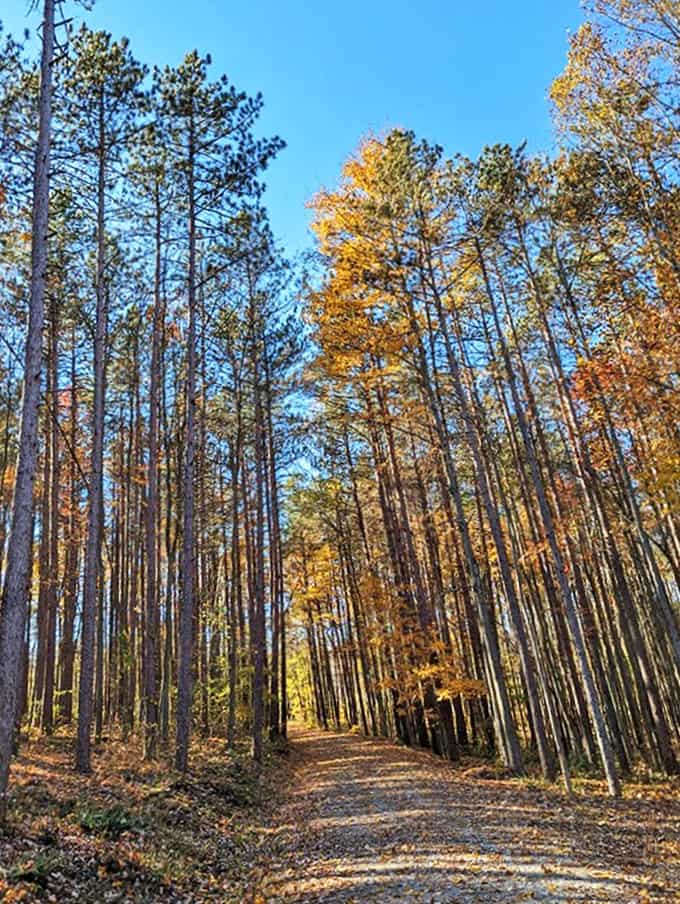 These towering sentinels have been standing watch since before your great-grandparents were born, making your problems seem refreshingly temporary.