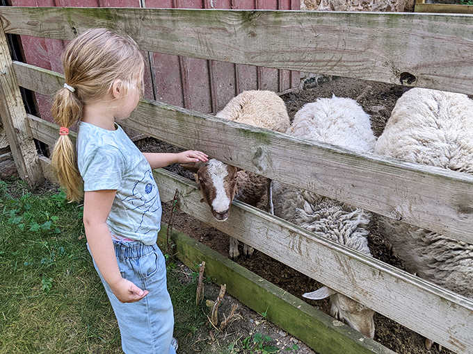 A young visitor makes a woolly friend, discovering that some connections between humans and animals transcend centuries and technology.