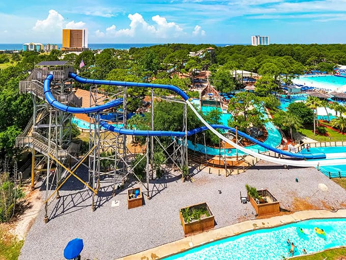 Tree Top Drop: That moment of truth when you're perched at the summit, questioning your life choices before gravity makes the decision for you.