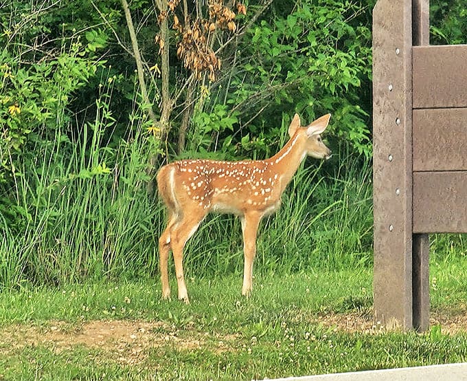 This spotted fawn pauses in dappled sunlight, a living reminder that we're merely visitors in their woodland home.