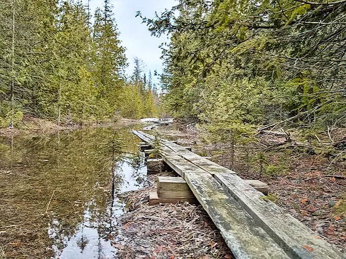 This weathered wooden pathway invites adventurers deeper into the forest, where soggy feet are a small price for grand discoveries.