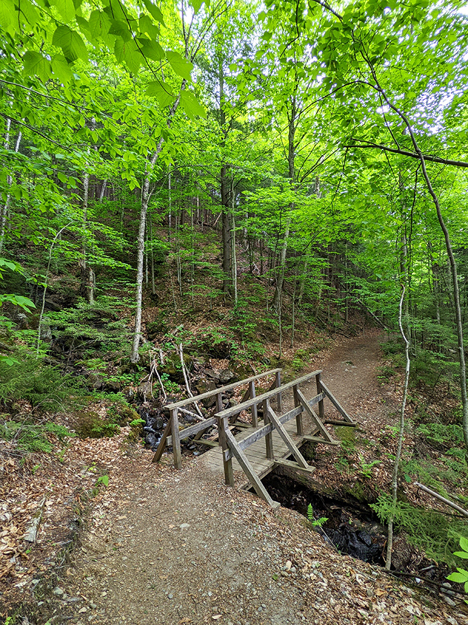 The wooden footbridge along the trail reminds us that we're just visitors in this ancient forest, treading lightly on nature's domain.