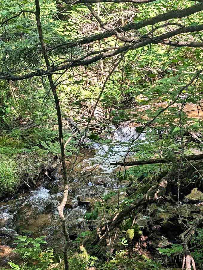 Nature's artistry revealed through intertwining branches, creating a living cathedral ceiling above the flowing waters below.