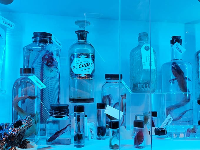 Vintage specimen bottles glow with ethereal light, transforming scientific curiosities into objects that blur the line between education and art.