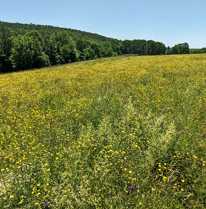 Spring transforms meadows into a painter's palette of wildflowers – nature showing off with the enthusiasm of a child with new crayons.