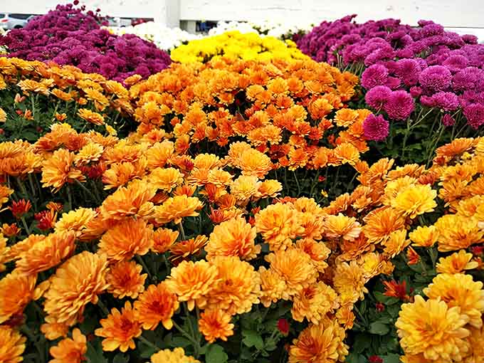 A tapestry of chrysanthemums creates waves of color &ndash; orange, yellow, and purple blooms competing for attention in the autumn sunshine.