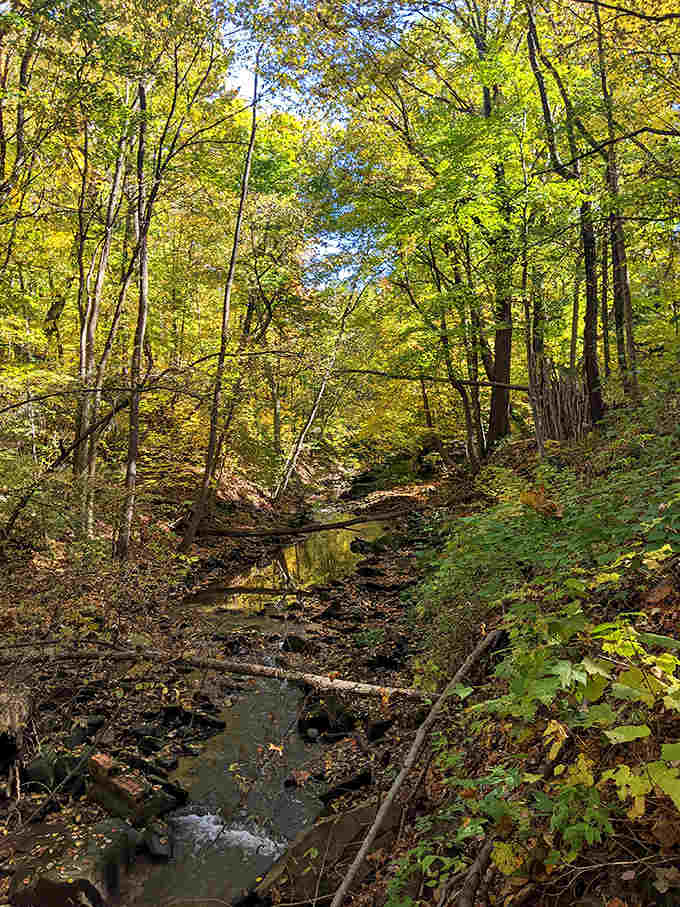 Looking up through the golden canopy feels like peering through nature's own stained glass window.