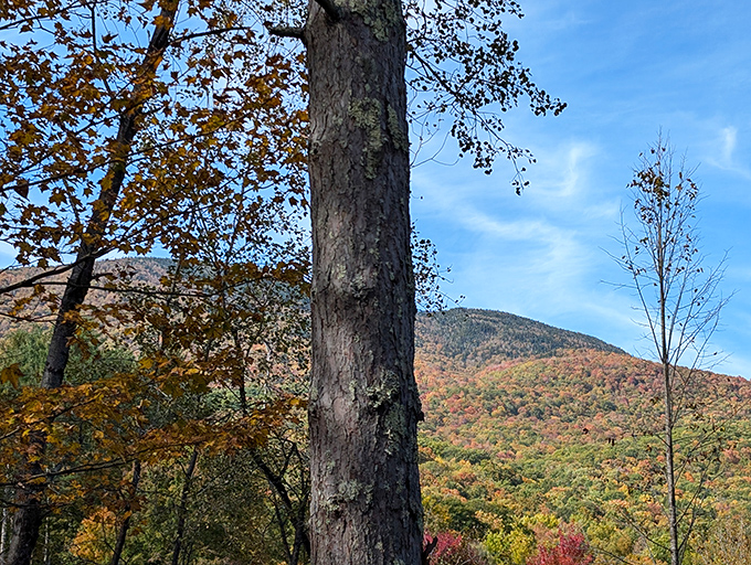 Autumn's grand finale painted across mountainsides, reminding everyone why leaf-peepers drive hundreds of miles for this view.