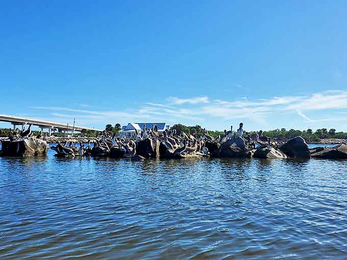 These rocky outcroppings serve as nature's perfect perch for pelicans, Florida's unofficial welcoming committee for waterfront visitors.