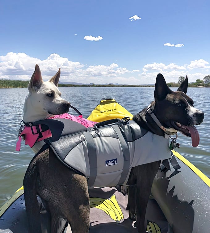 These water-loving pups have clearly found their happy place, sporting life vests and expressions that scream, "Best. Day. Ever!"