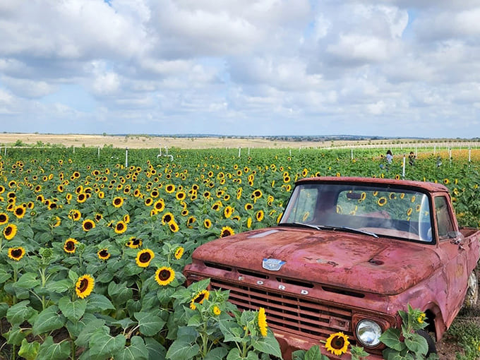 An old Ford pickup, weathered to perfection, stands guard over the golden fields it once helped cultivate.