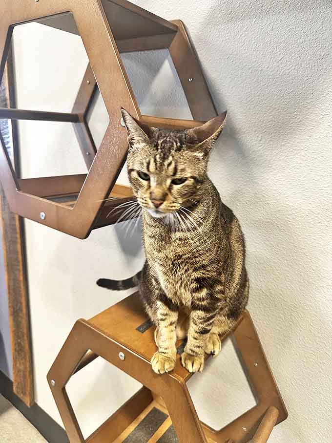 This tabby has mastered the art of looking simultaneously regal and approachable while surveying his domain from his hexagonal throne.