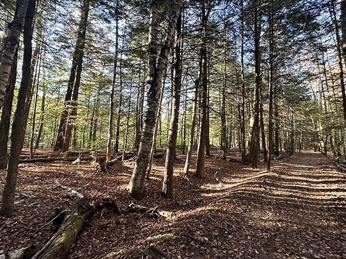 Sunlight filters through the forest canopy like nature's own stained glass window. Cathedral-like, minus the uncomfortable pews.
