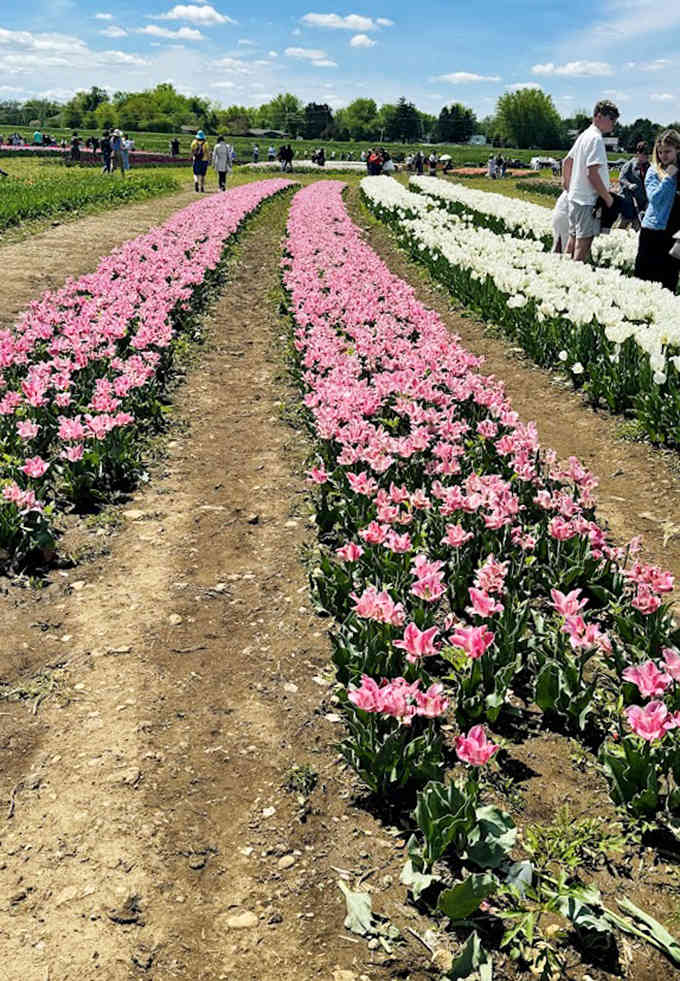 Spring's tulip fields offer a colorful prelude to the farm's fall extravaganza &ndash; proving Richardson's isn't just a one-season wonder.