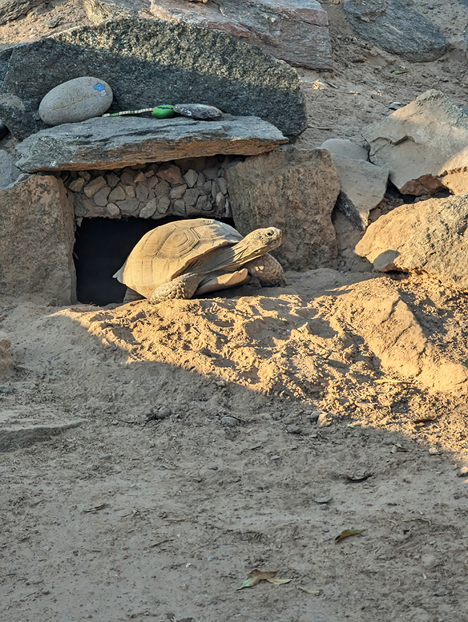 A desert resident emerges from its carefully constructed home, moving with the unhurried pace of creatures who've mastered desert living.
