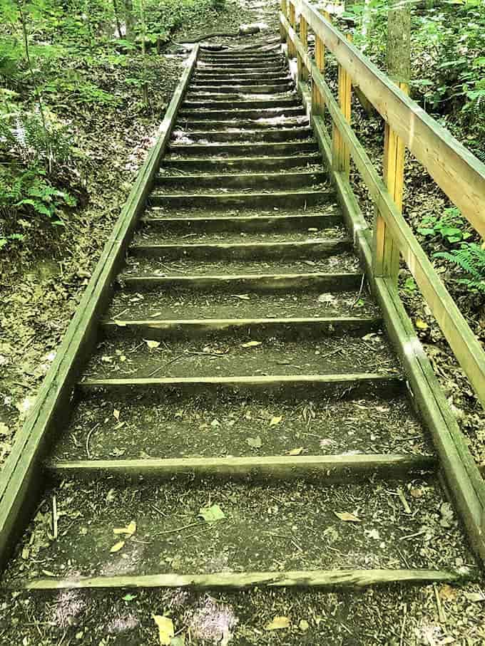 These wooden stairs invite exploration while protecting the delicate ecosystem&mdash;each step a compromise between accessibility and preservation.