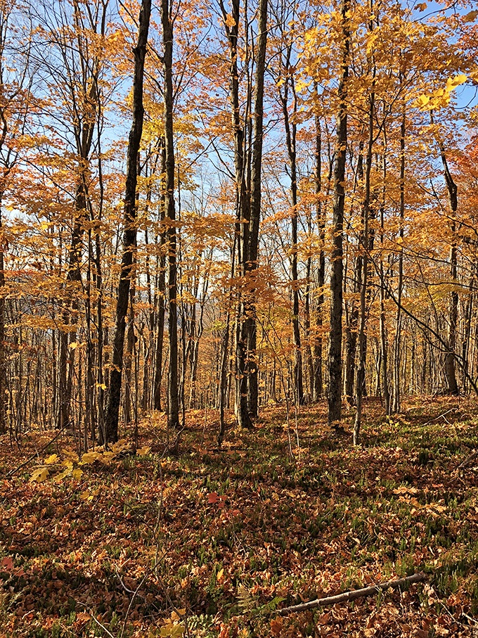 Golden hour in Vermont's forests creates a cathedral of light, where fallen leaves carpet the floor in nature's most luxurious rug.