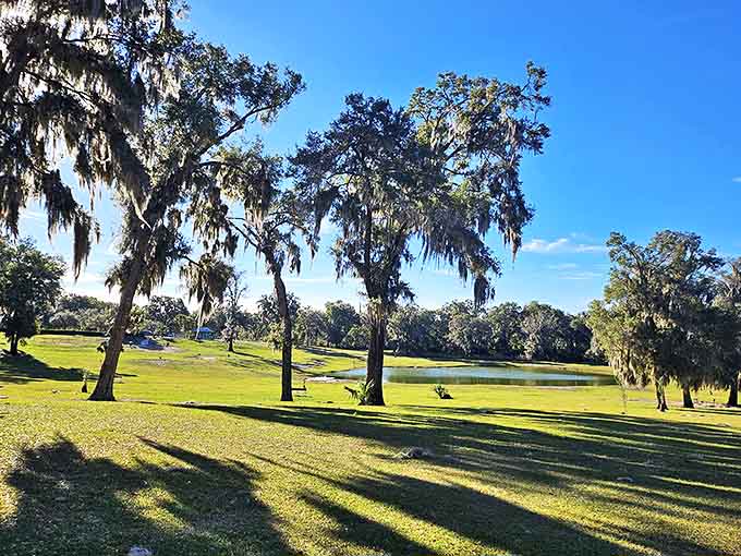 Spanish moss drapes these majestic trees like nature's own decoration, creating dappled shade perfect for afternoon strolls.