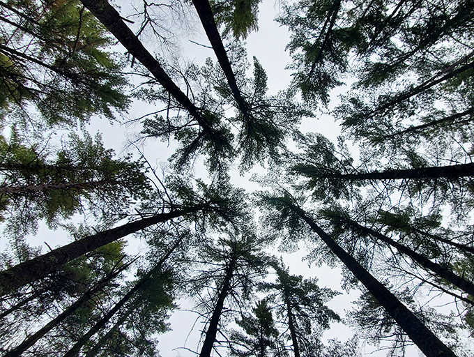 Look up! These towering pines create nature's skyscrapers, reminding visitors they're just small guests in an ancient forest.