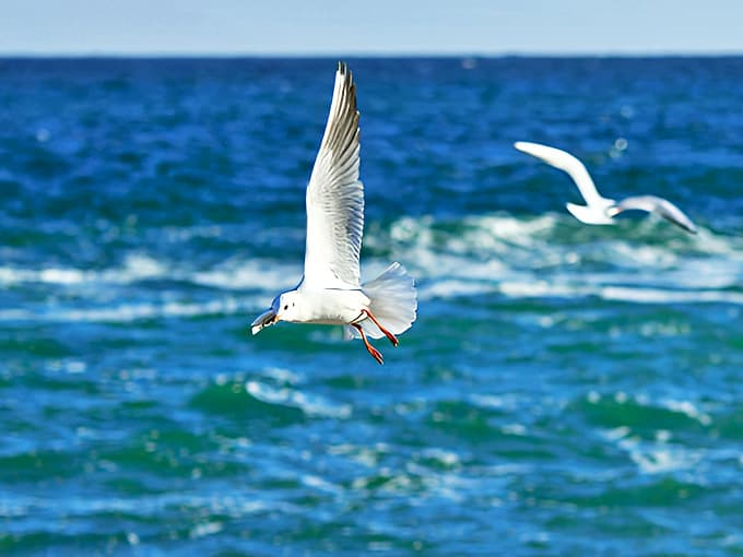 Mine? Mine? This gull surveys his beachfront property with the confidence of a feathered real estate mogul.